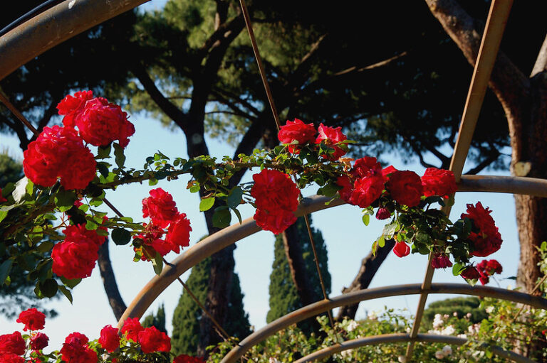 I 6 Roseti più belli d'Italia da visitare nel mese di Maggio